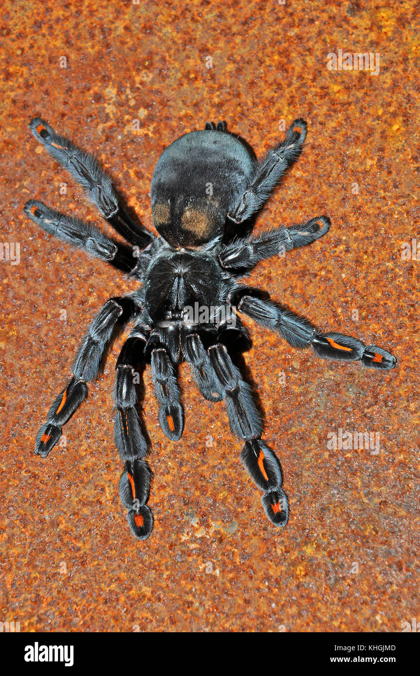 Venezuelan Suntiger (Psalmopoeus irminia Stock Photo - Alamy