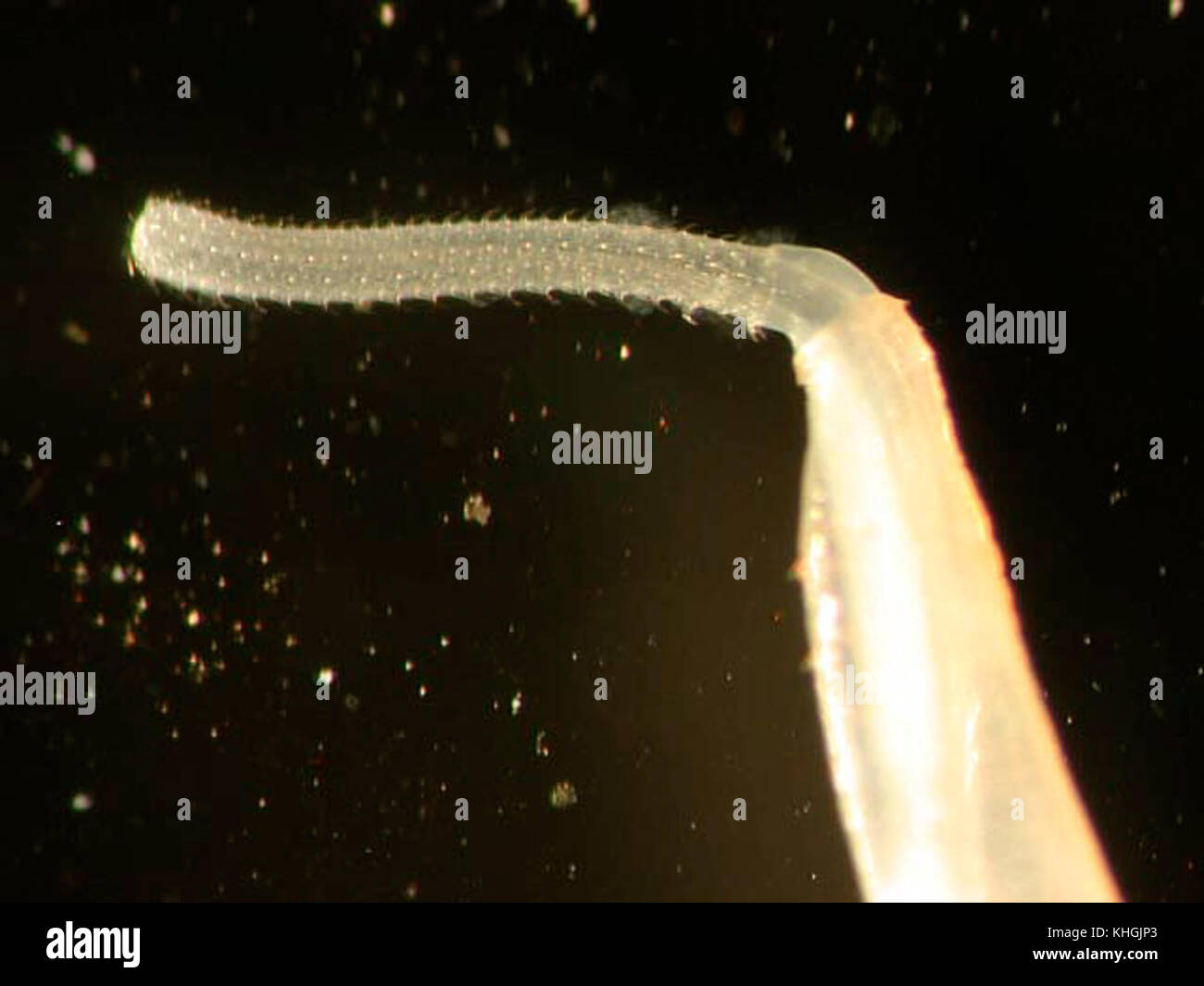 Acanthocephala hi-res stock photography and images - Alamy