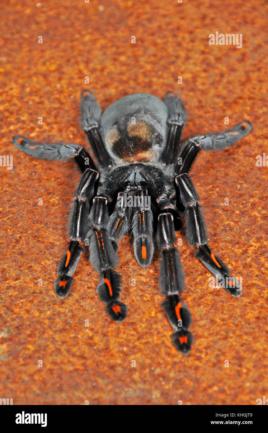 Venezuelan Suntiger (Psalmopoeus irminia Stock Photo - Alamy