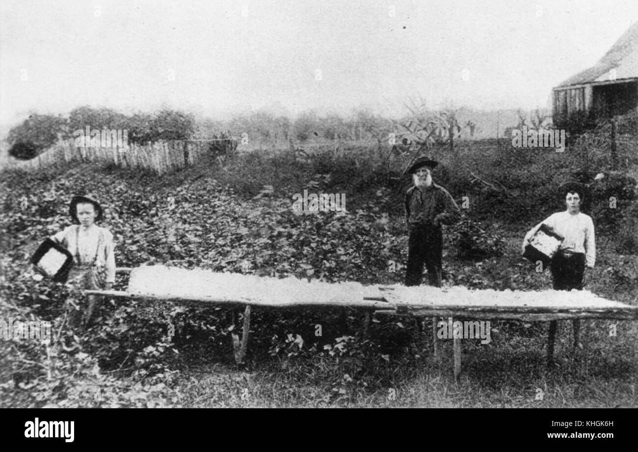 Cotton field crops harvest Black and White Stock Photos & Images - Alamy