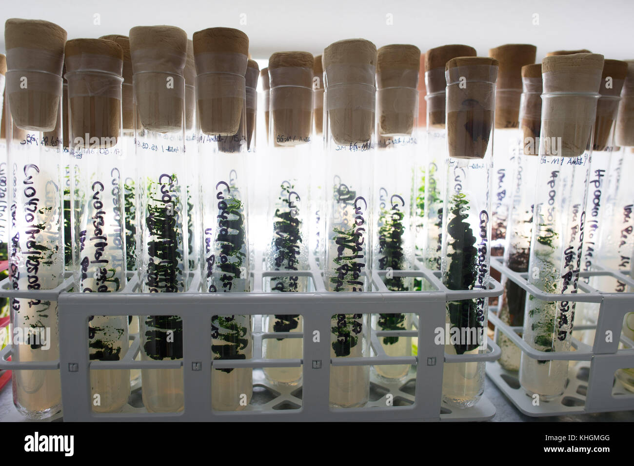 Kloetze, Germany. 2nd Nov, 2017. Micro algae strains and types are ...