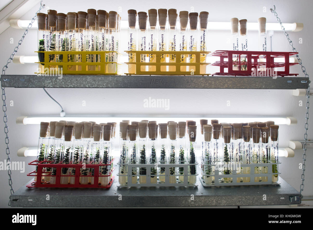 Kloetze, Germany. 2nd Nov, 2017. Micro algae strains and types are ...