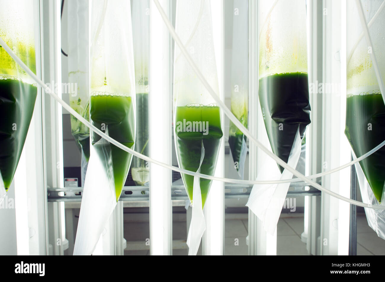 Kloetze, Germany. 2nd Nov, 2017. Micro algae strains and types are ...