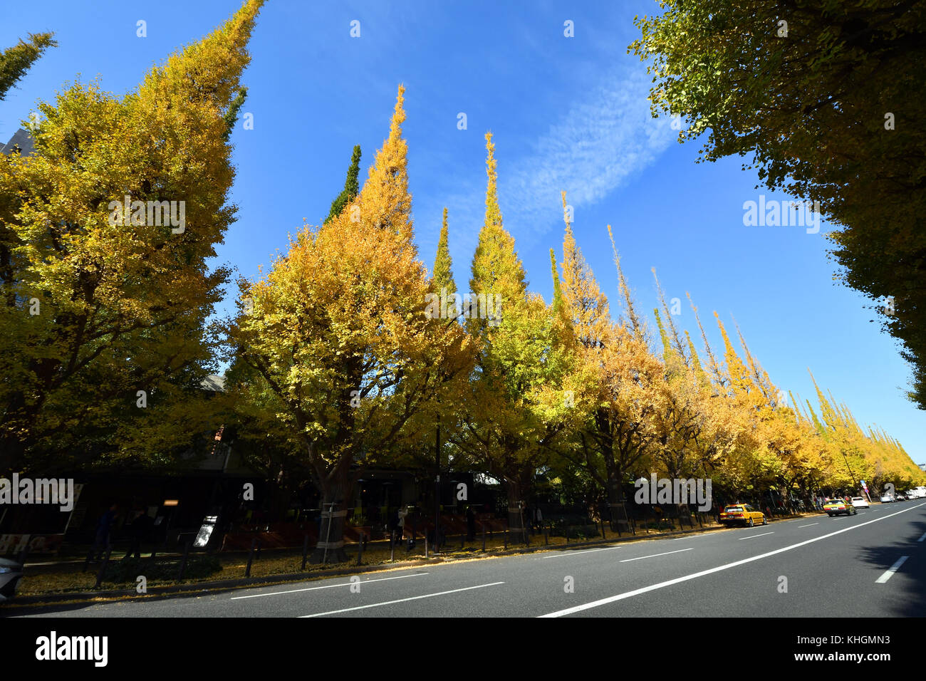 Tokyo, Japan. 17th Nov, 2017. Rows of trees with bright yellow ginkgo ...