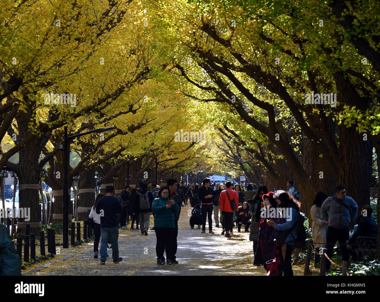 Tokyo, Japan. 17th Nov, 2017. Rows of trees with bright yellow ginkgo ...