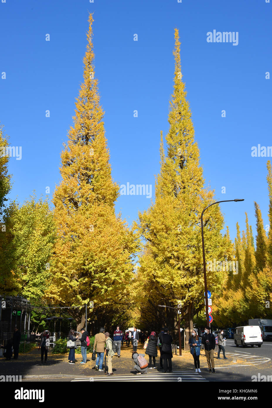 Tokyo, Japan. 17th Nov, 2017. Rows of trees with bright yellow ginkgo ...