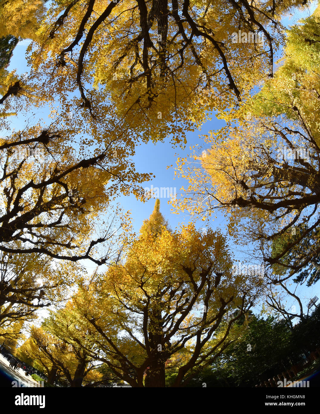 Tokyo, Japan. 17th Nov, 2017. Rows of trees with bright yellow ginkgo ...