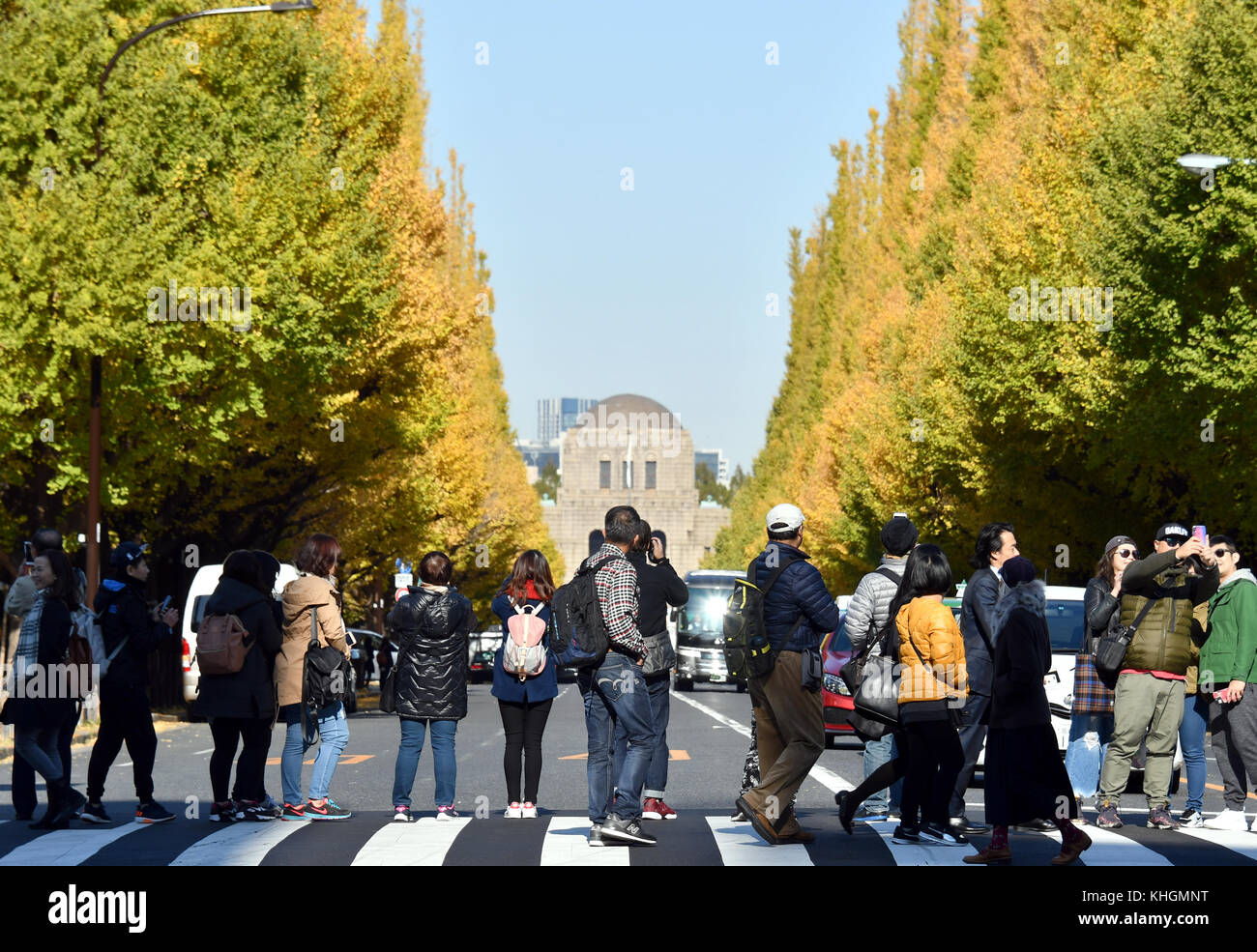 Tokyo, Japan. 17th Nov, 2017. Rows of trees with bright yellow ginkgo ...