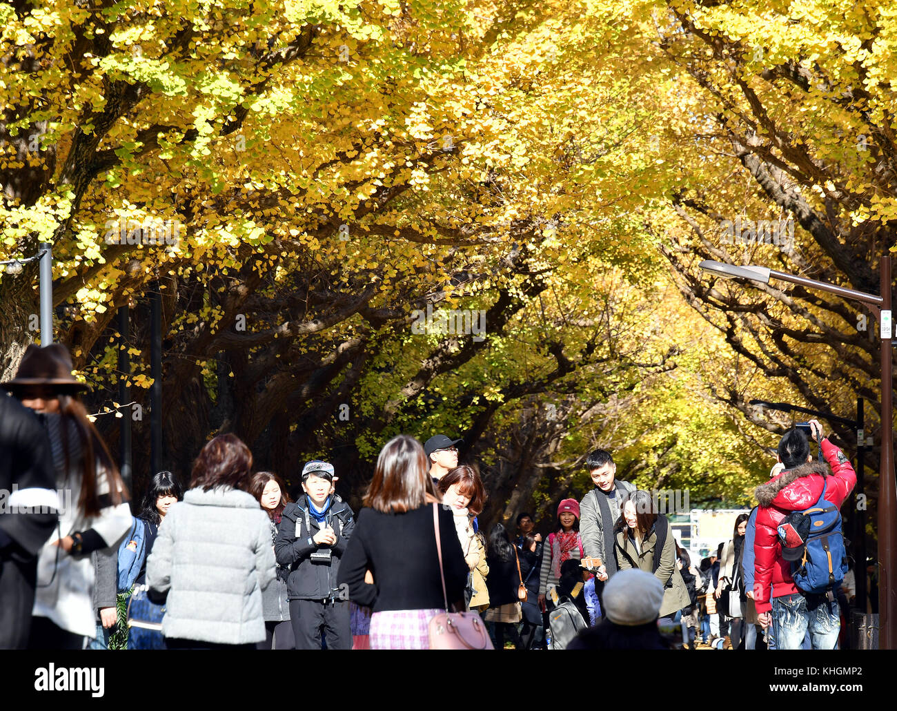 Tokyo, Japan. 17th Nov, 2017. Rows of trees with bright yellow ginkgo ...
