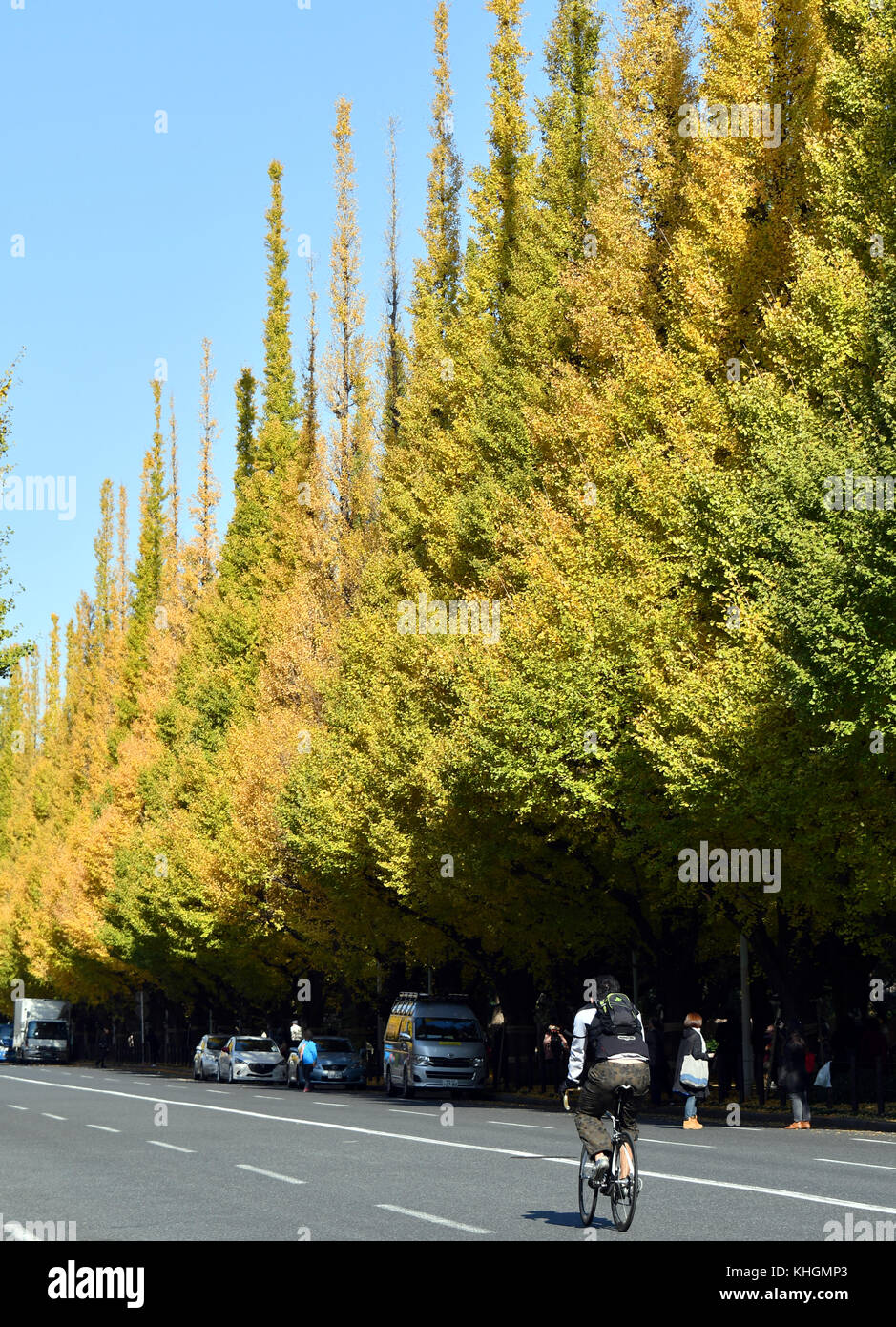 Tokyo, Japan. 17th Nov, 2017. Rows of trees with bright yellow ginkgo ...