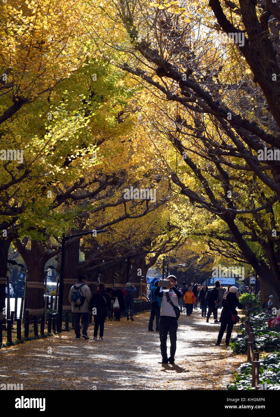 Tokyo, Japan. 17th Nov, 2017. Rows of trees with bright yellow ginkgo ...