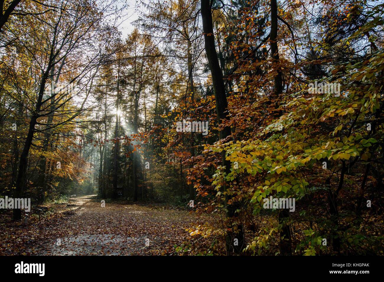 Autumn foliage on the trees of the Eilenriede City Forest, pictured in ...
