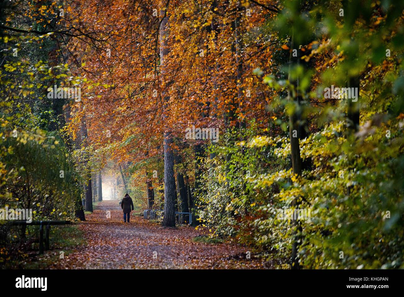 Autumn foliage on the trees of the Eilenriede City Forest, pictured in ...