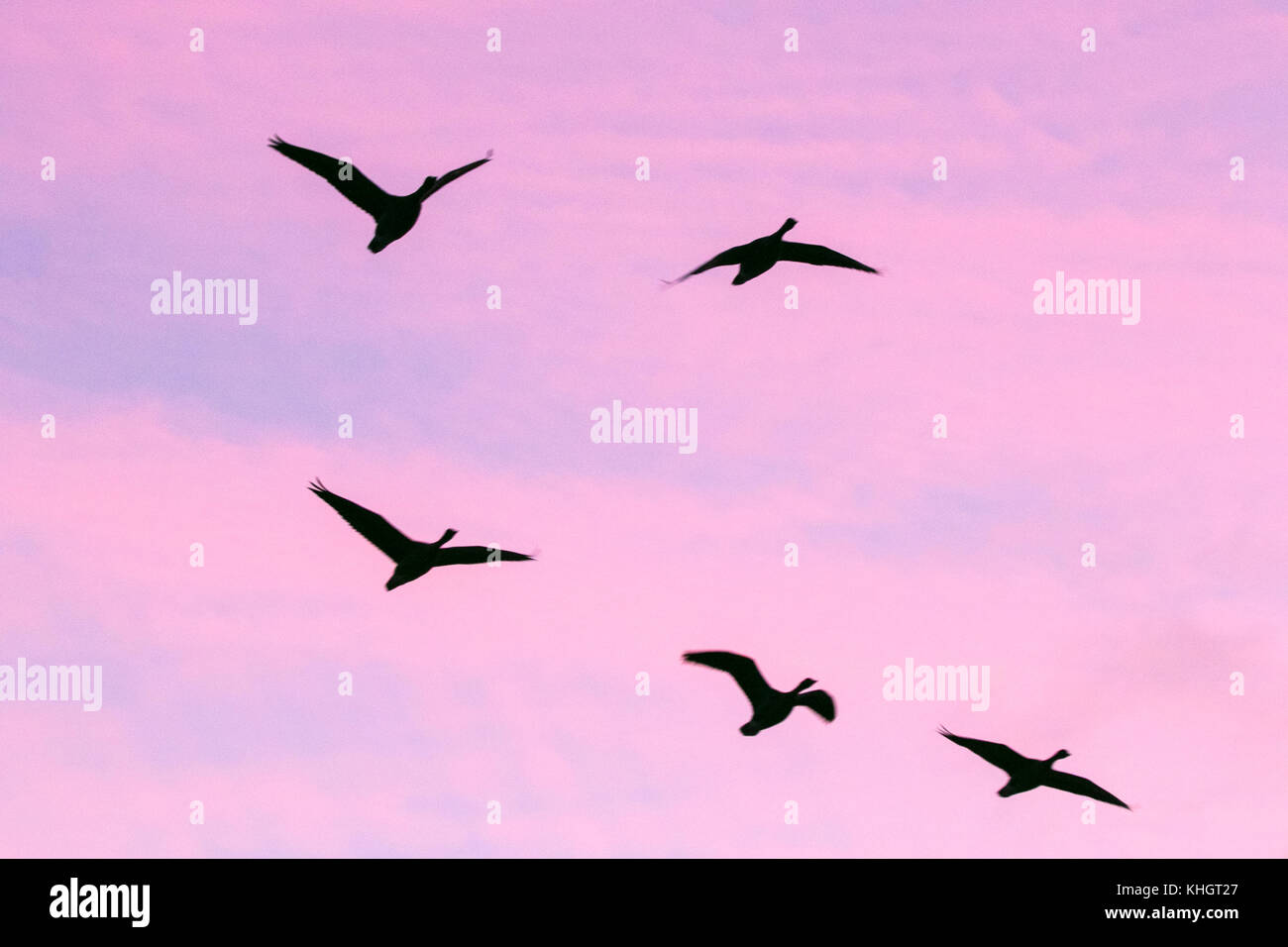 bird flying goose Canada goose waterfowl geese fowl wings wildfowl ...