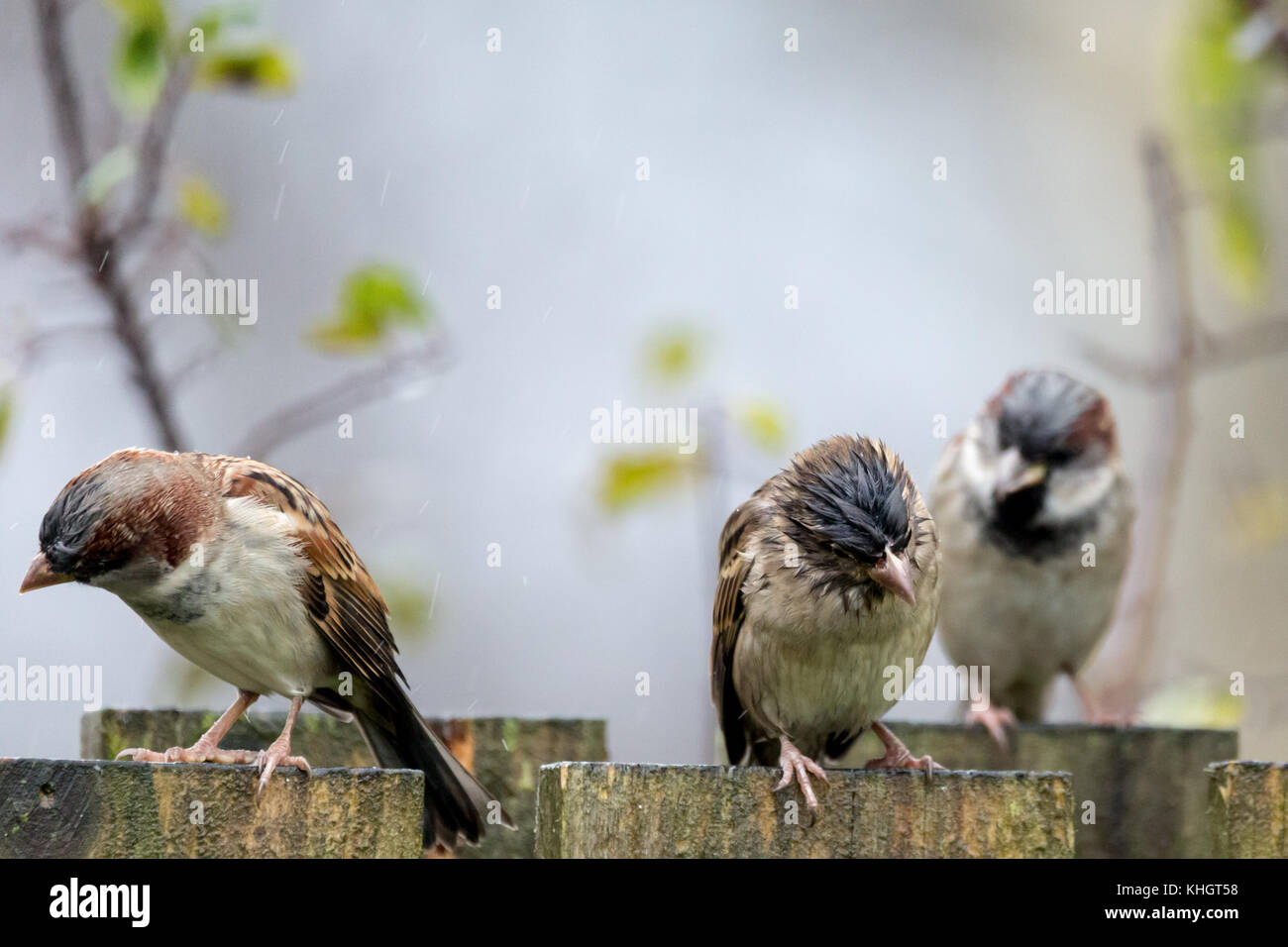 Sparrows in the rain hi-res stock photography and images - Alamy
