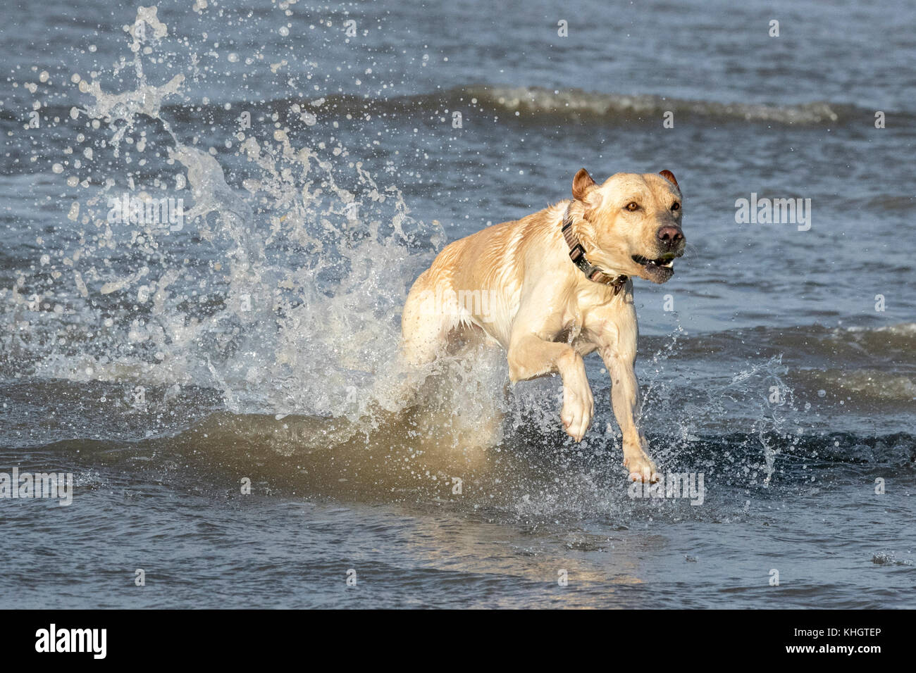 a dog dogs golden labrador swimming splash splashing sea water wet ...