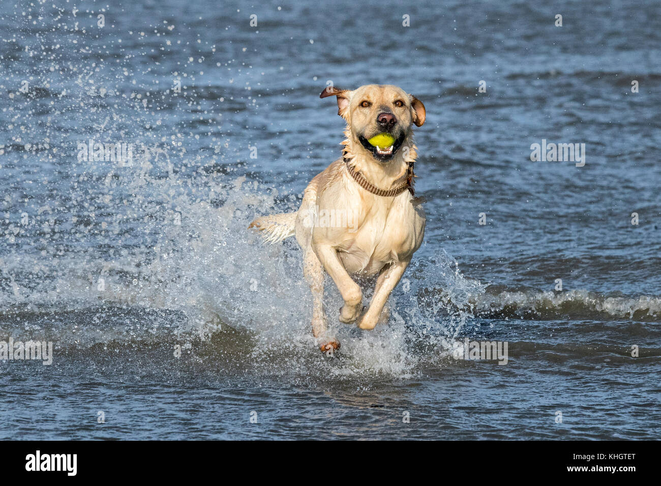 a dog dogs golden labrador swimming splash splashing sea water wet ...