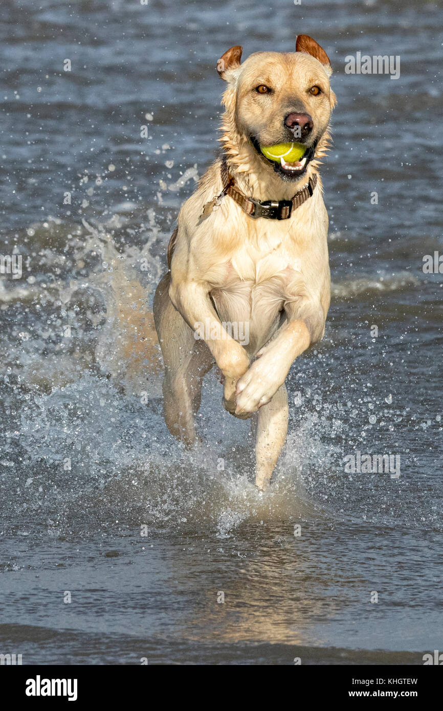Playing at the seaside hi-res stock photography and images - Alamy