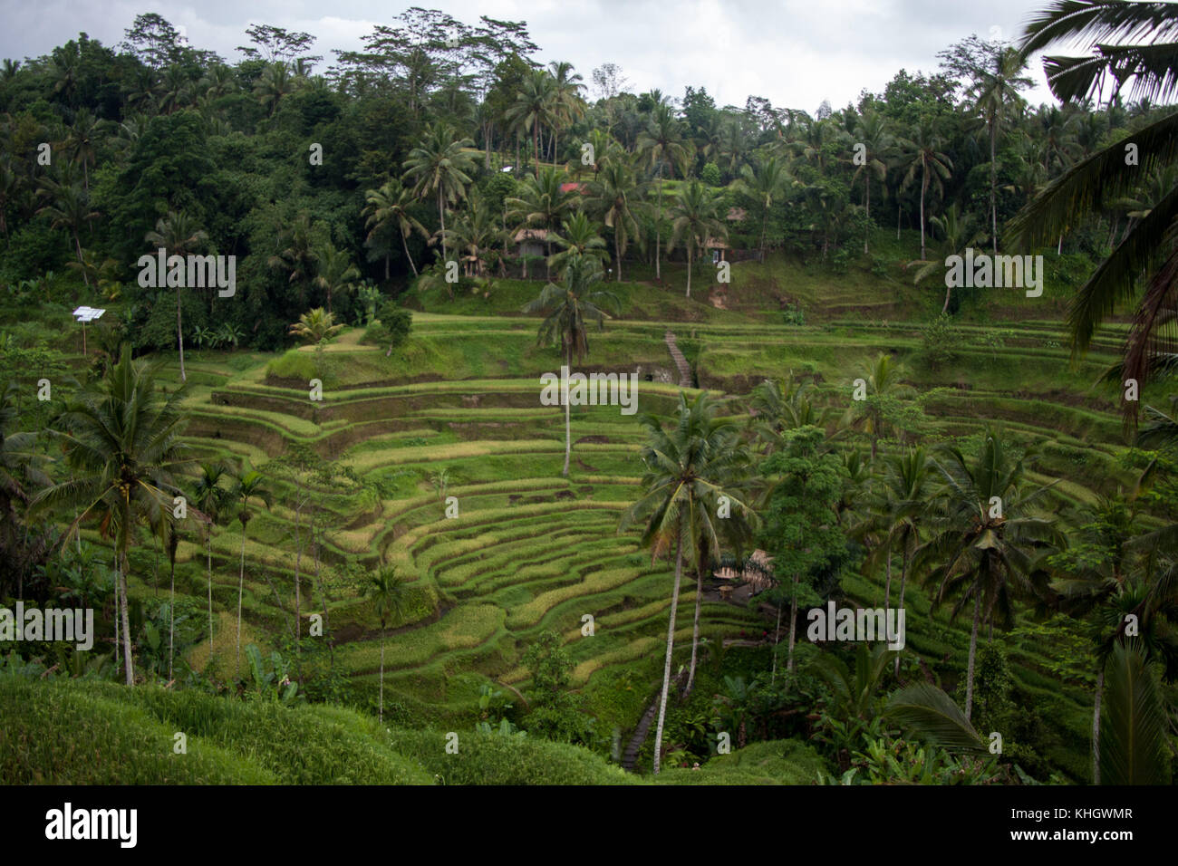 Popular destinations Tegallalang Rice Terrace in Gianyar regency, Bali ...