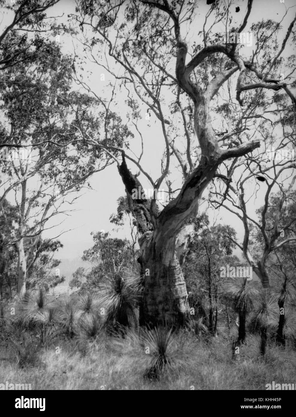 2 393301 Old gum tree on Grasstree Hill, Bunya Mountains, 1929 Stock ...