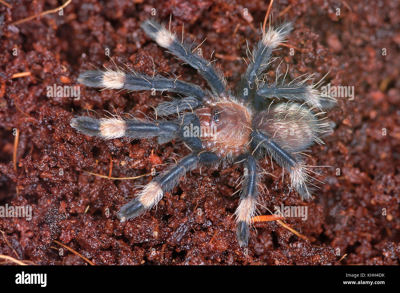 Psalmopoeus Reduncus