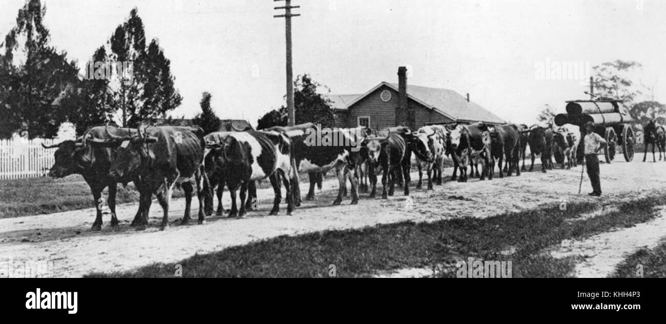 This historic image captures a bullock team pulling a timber jinker ...