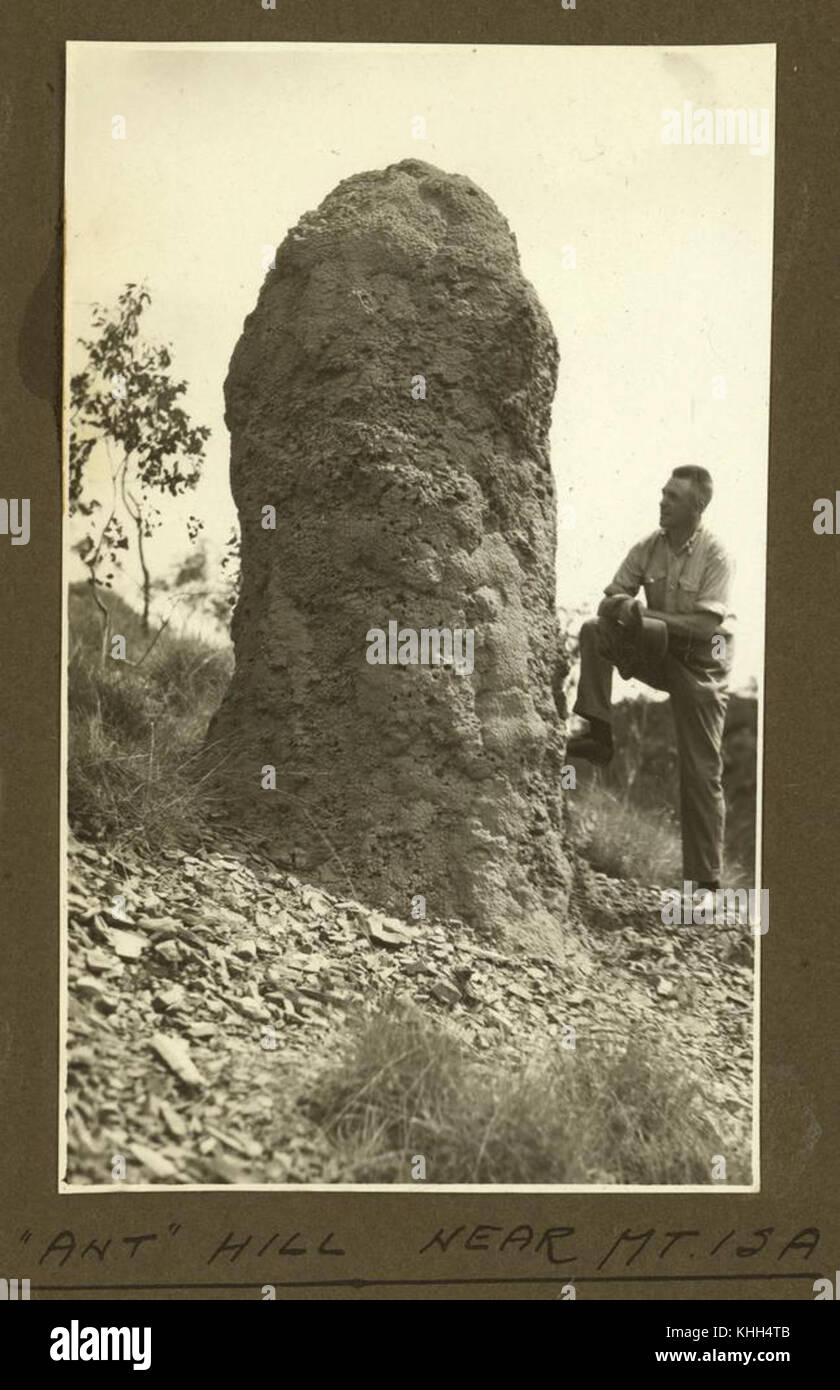 Ant habitat construction hi-res stock photography and images - Alamy