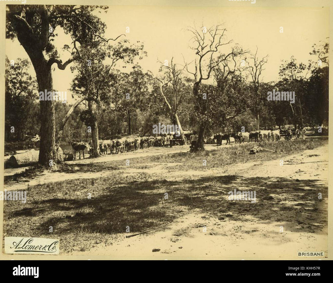 Bullock teams hi-res stock photography and images - Alamy