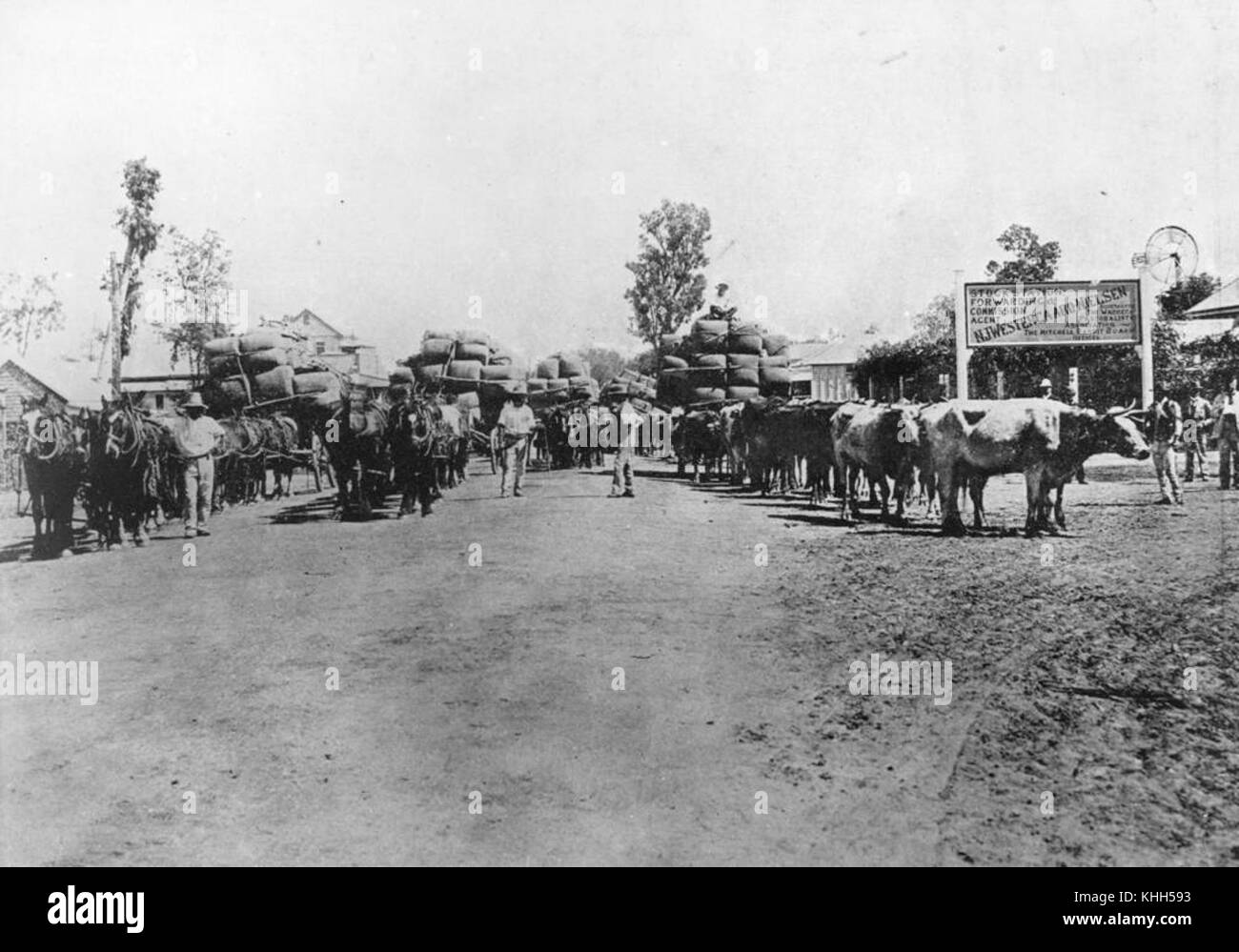 2 126023 Horse and bullock teams with loads of wool bales compete for ...