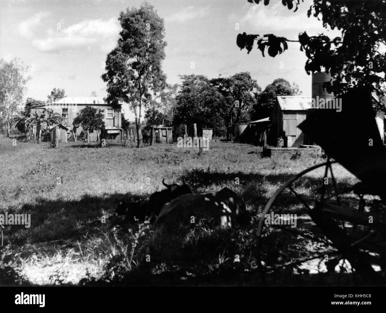 2 209794 Farm in the Ingham district, Queensland, 1953 Stock Photo - Alamy