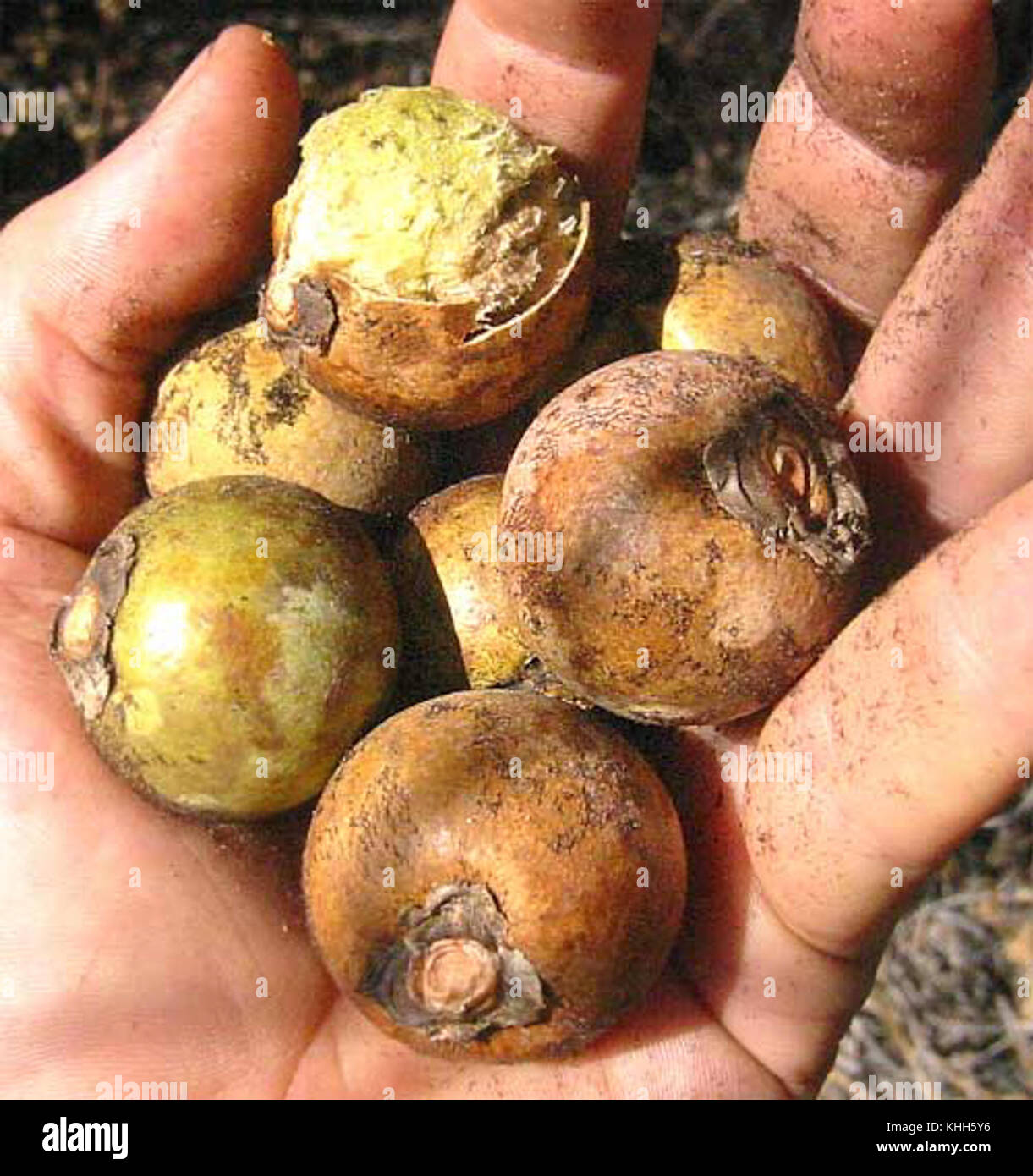 Acrocomia mexicana hi-res stock photography and images - Alamy