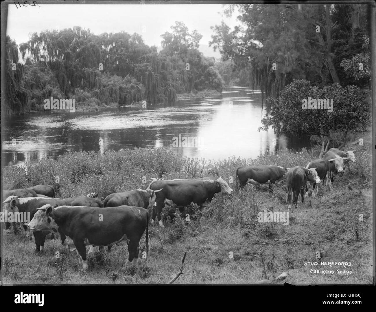 Breeding stud Black and White Stock Photos & Images - Alamy