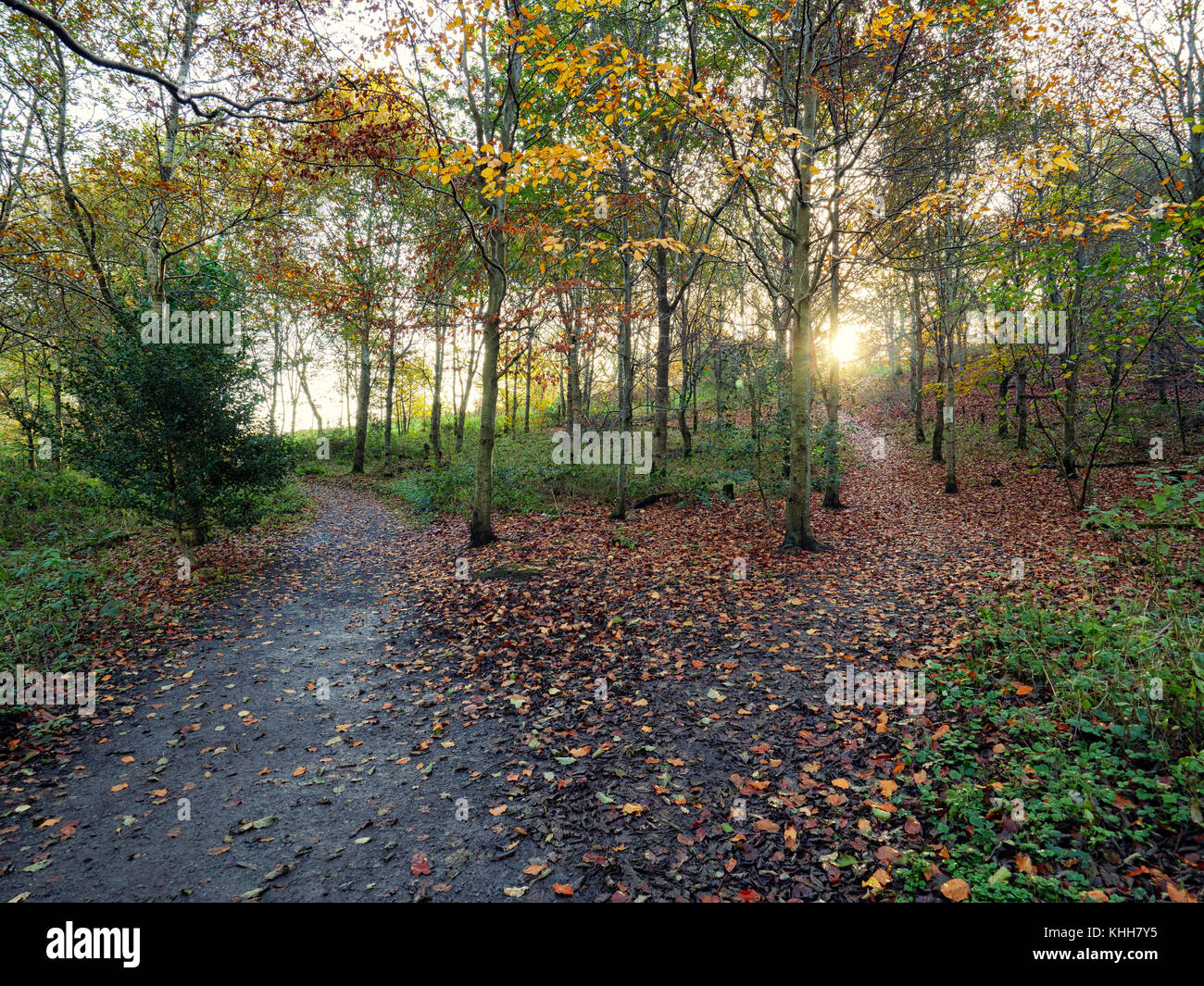 Autumn countryside morning,Northern Ireland Stock Photo - Alamy