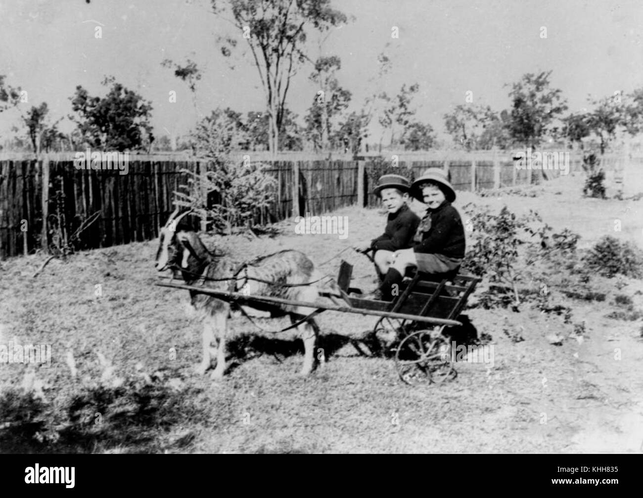 Goat cart hi-res stock photography and images - Alamy