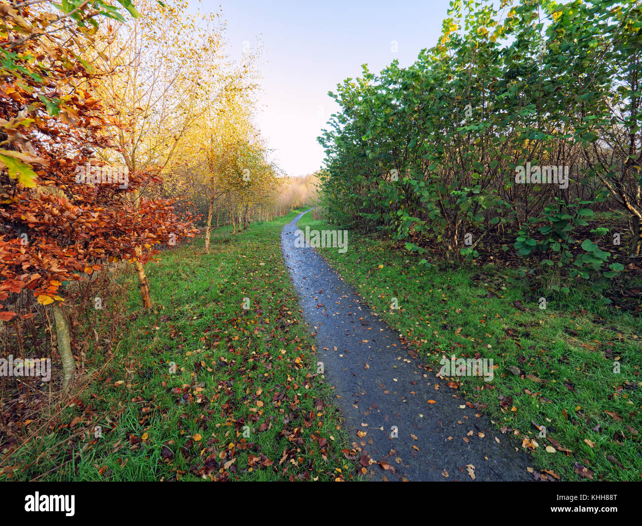Autumn countryside morning,Northern Ireland Stock Photo - Alamy