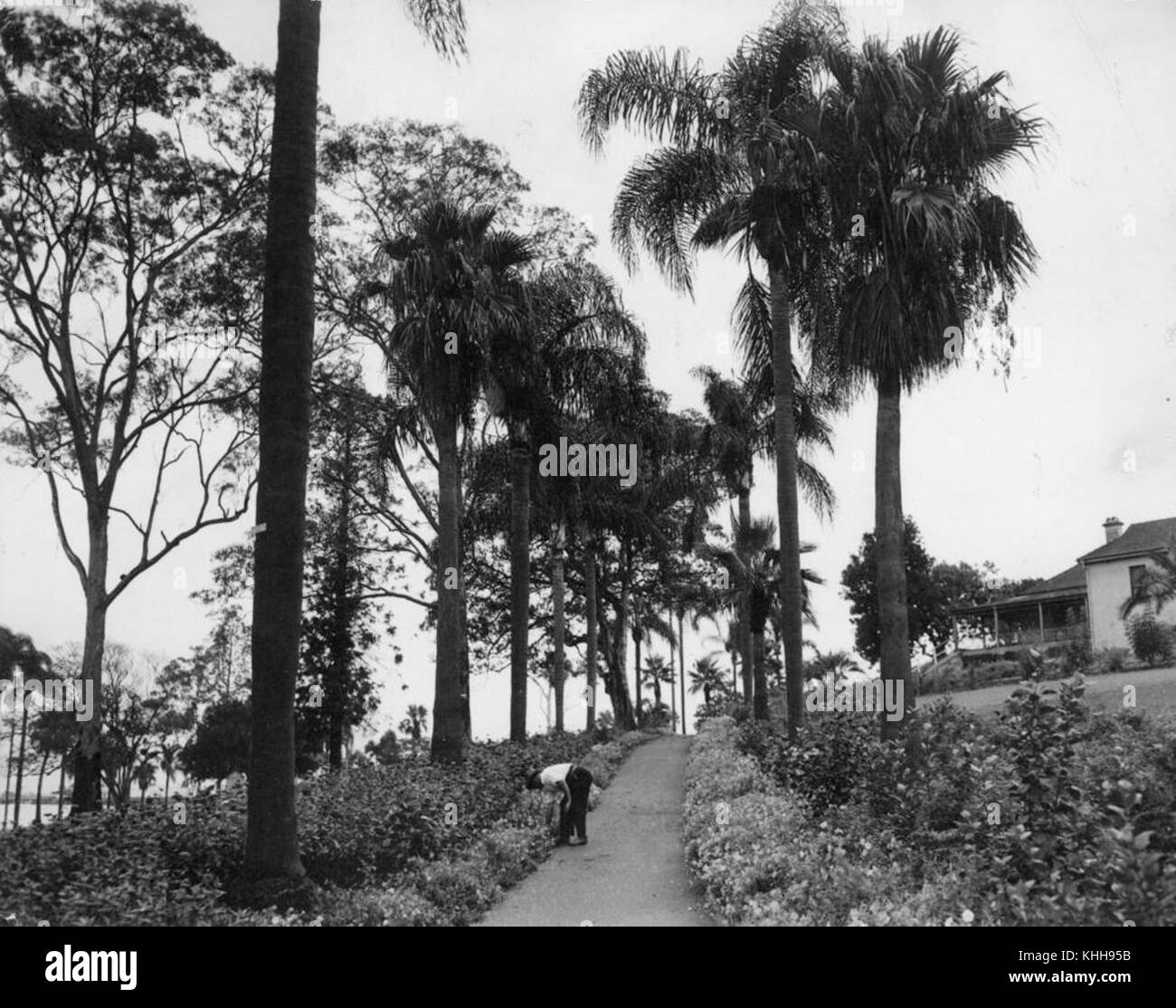 1 207565 Gardens of Newstead House by the Brisbane River, 1949 Stock ...