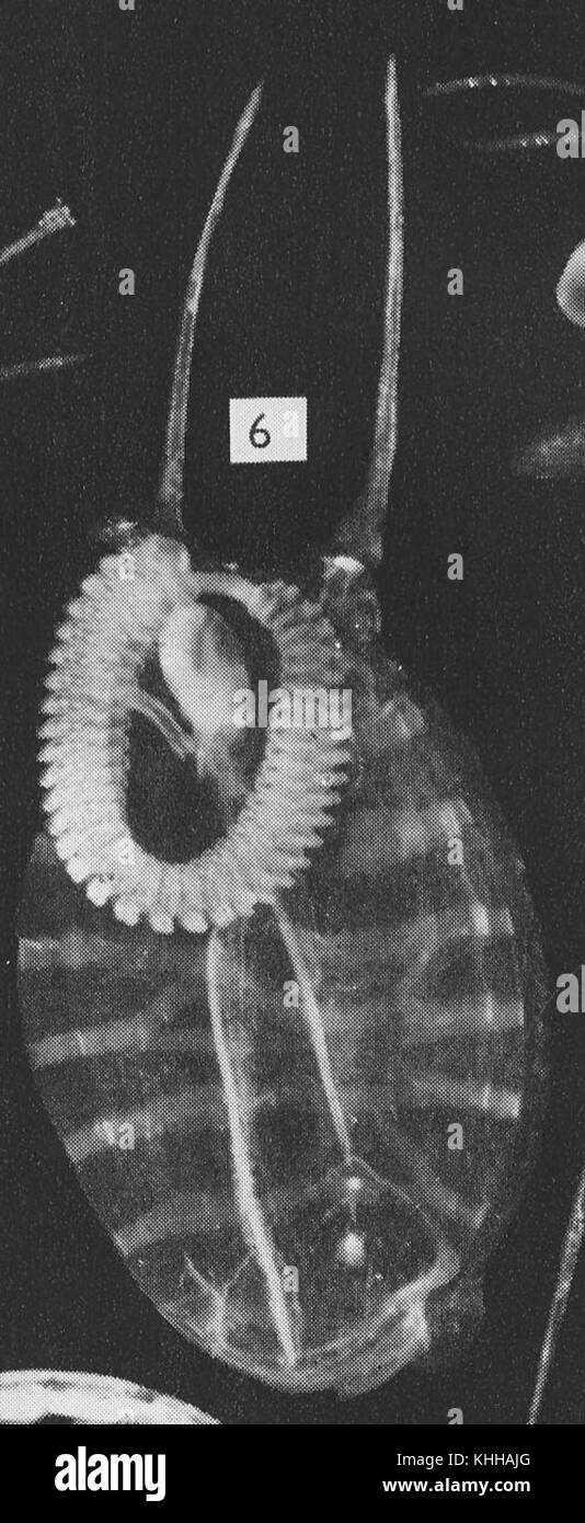 Thalia democratica hi-res stock photography and images - Alamy