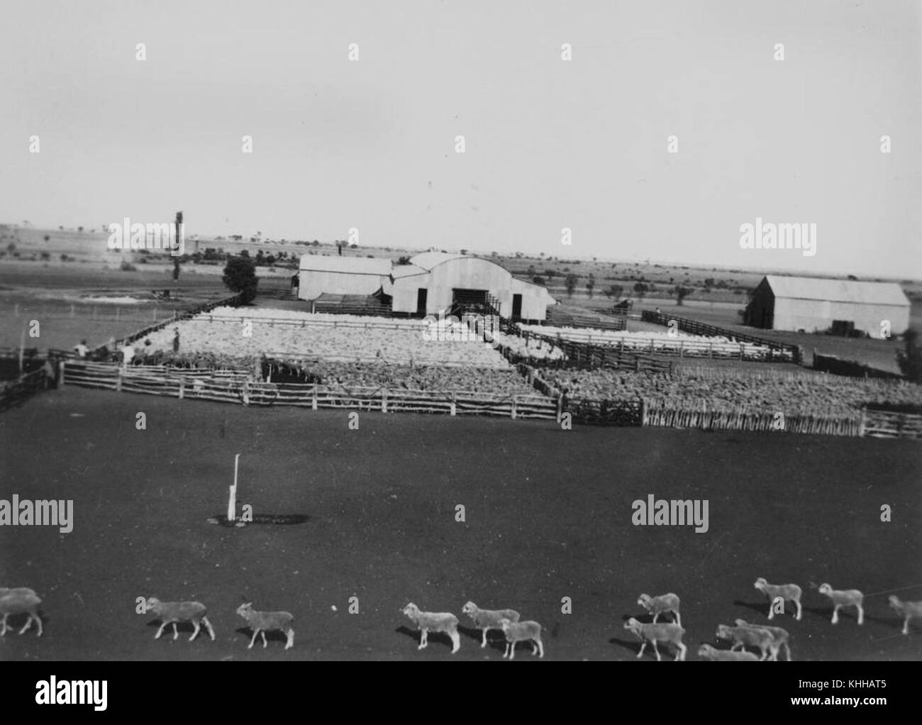 2 164675 Sheep in the stockyards in front of the Wellshot Station's ...