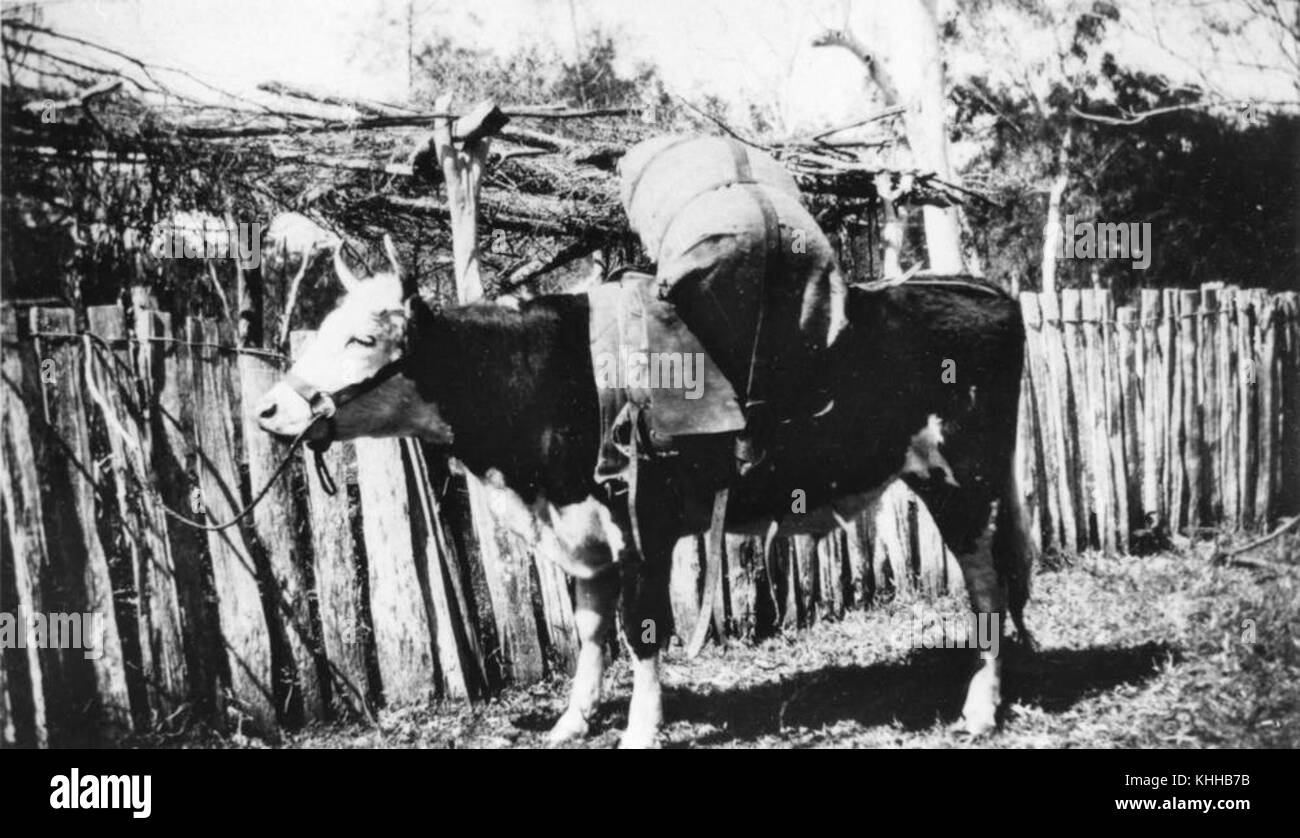 2 127831 Bullock being used as a pack animal, Middle Island, Queensland ...