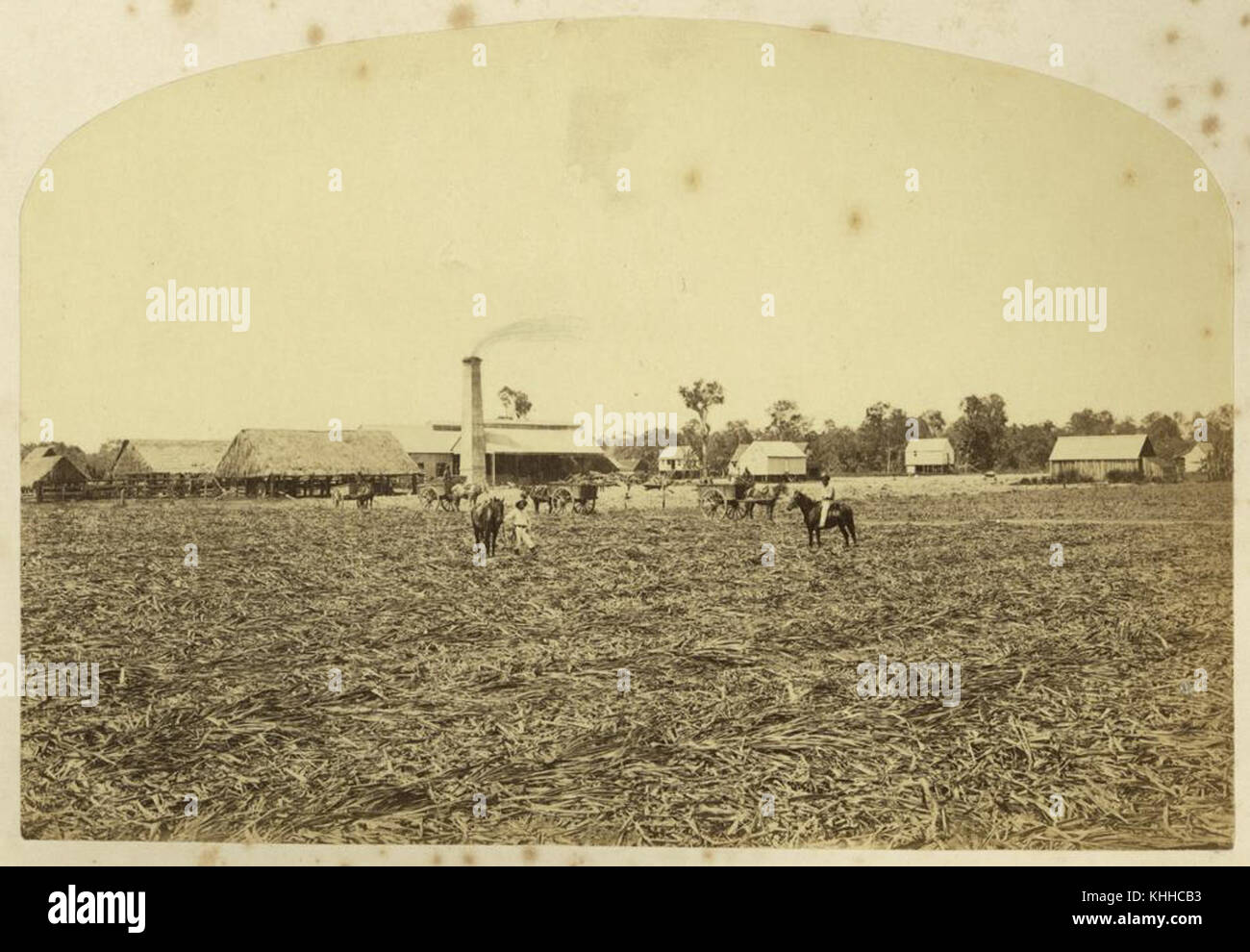 A historical photograph showing workers in the canefields near Ingham ...