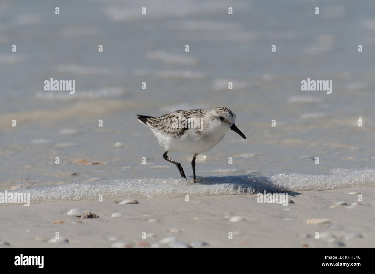 Sanderling, feeding on the waters edge, St Pete Beach, Florida Stock ...