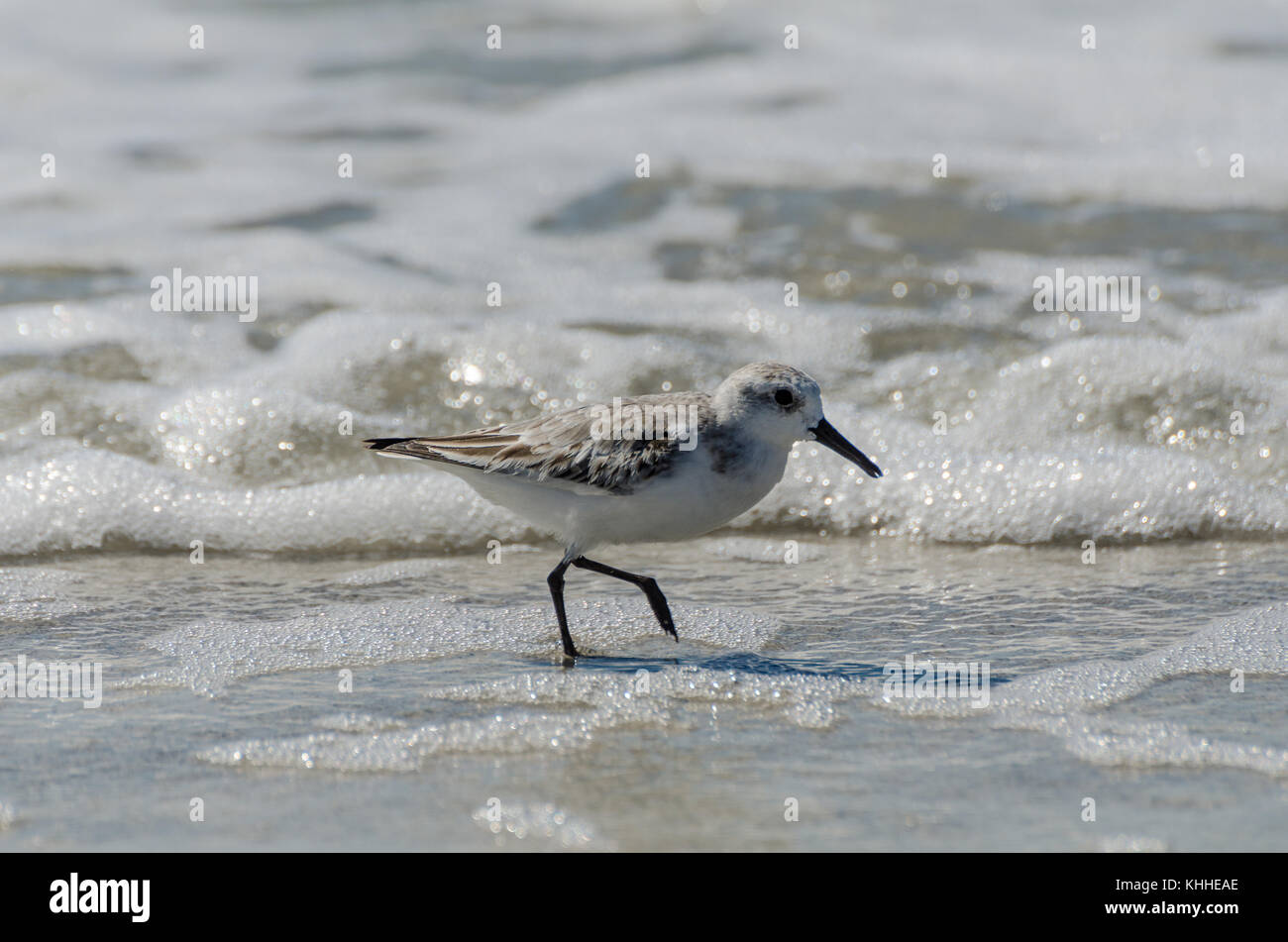 Sanderling, feeding on the waters edge, St Pete Beach, Florida Stock ...