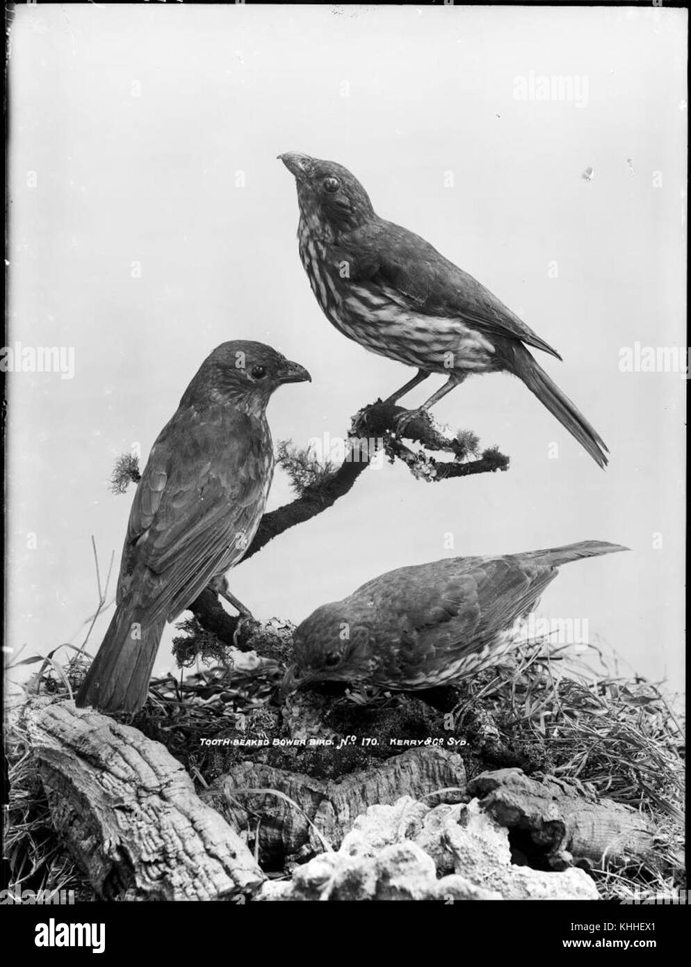 Tooth-Beaked Bower Birds (4903247473 Stock Photo - Alamy