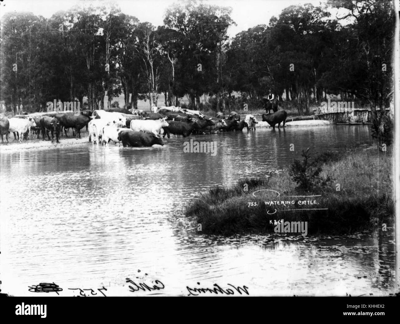 Watering cattle hi-res stock photography and images - Alamy
