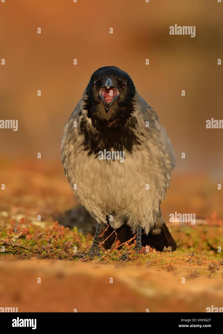 Cawing Hooded Crow - Corvus cornix from Norway Stock Photo - Alamy