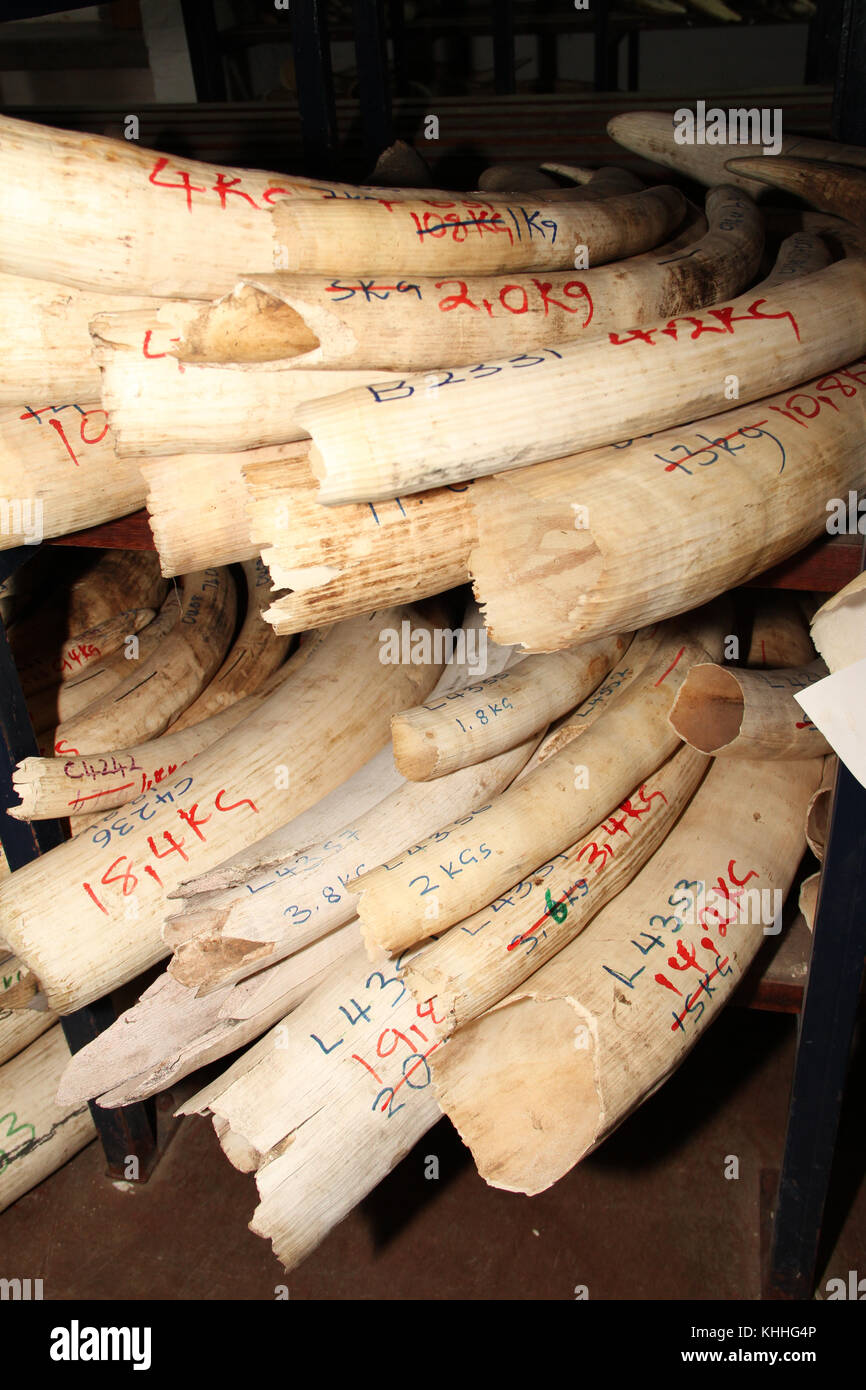 HARARE, ZIMBABWE - 12 October 2011: Documented ivory stored at the ...