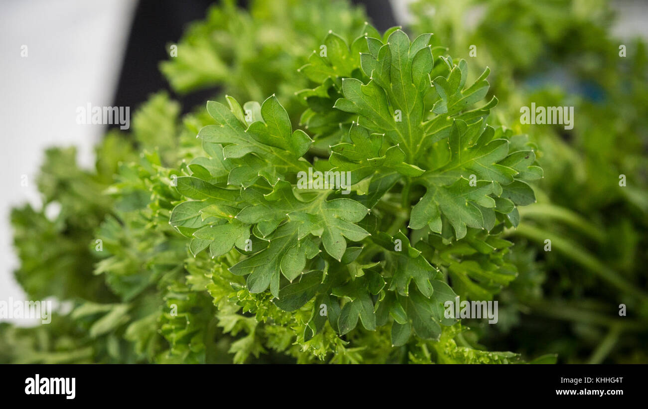 Parsley from vendors at the U.S. Department of Agriculture (USDA ...