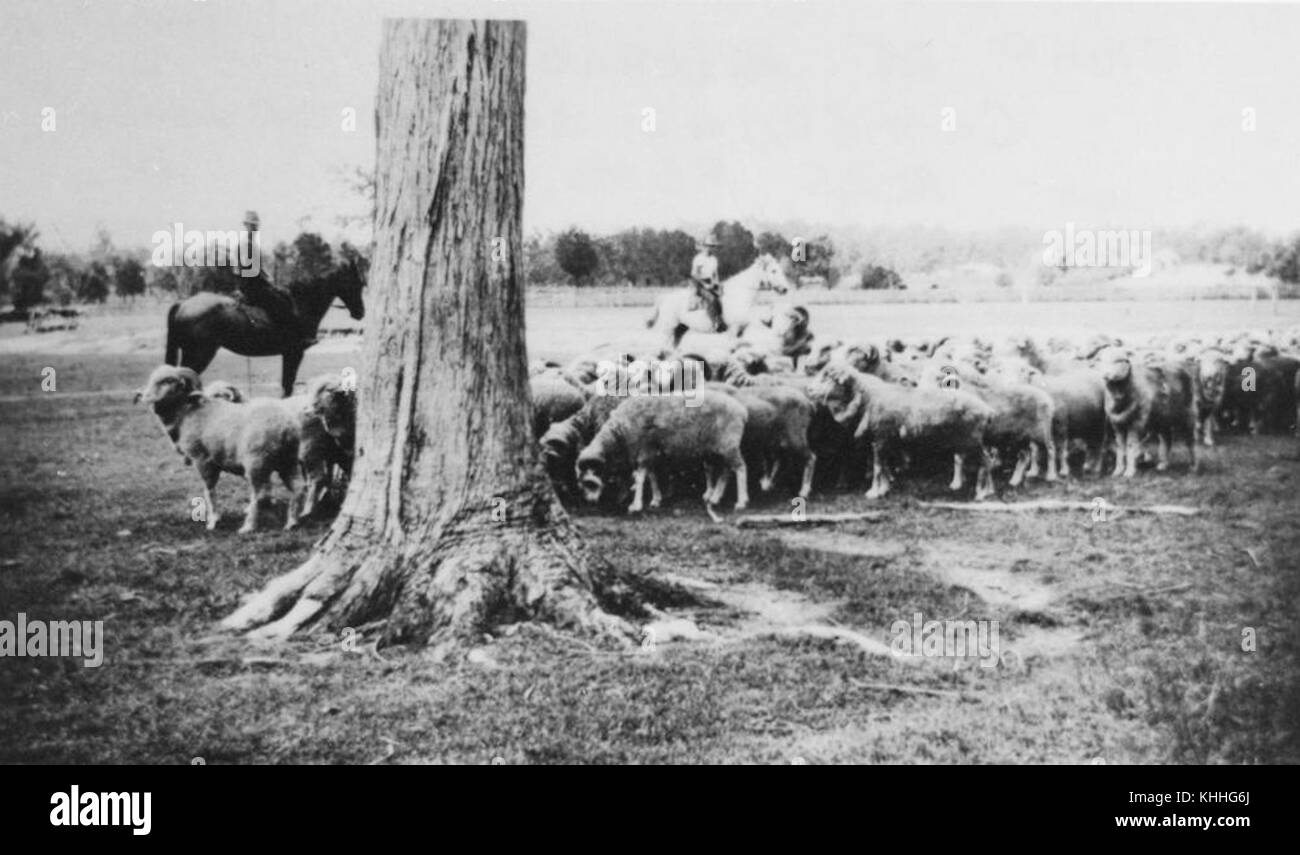 1 294671 Sheep mustering at Chermside, ca. 1931 Stock Photo - Alamy