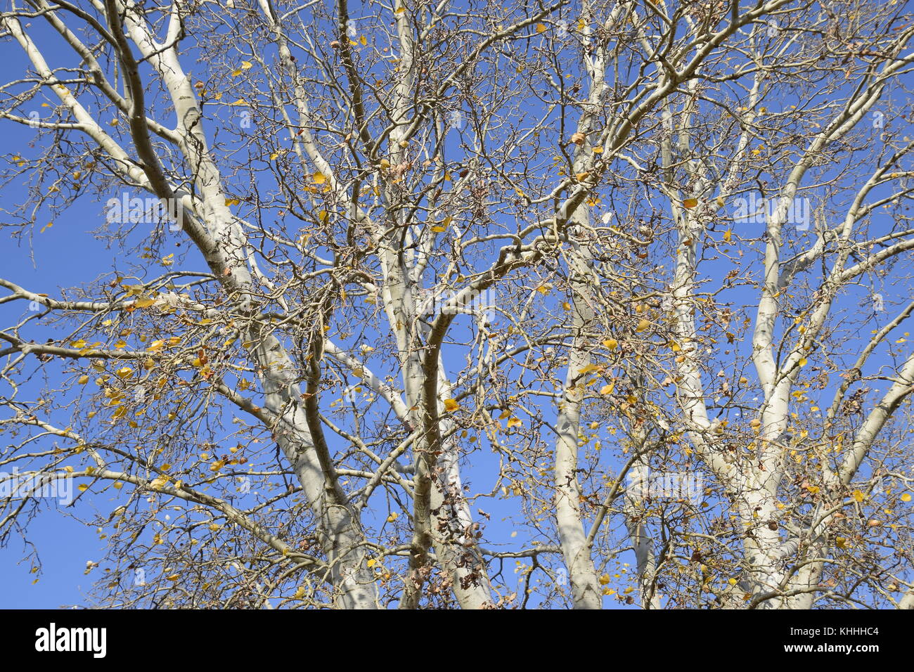 Background of the branches of a silver poplar. Autumn tree Stock Photo ...