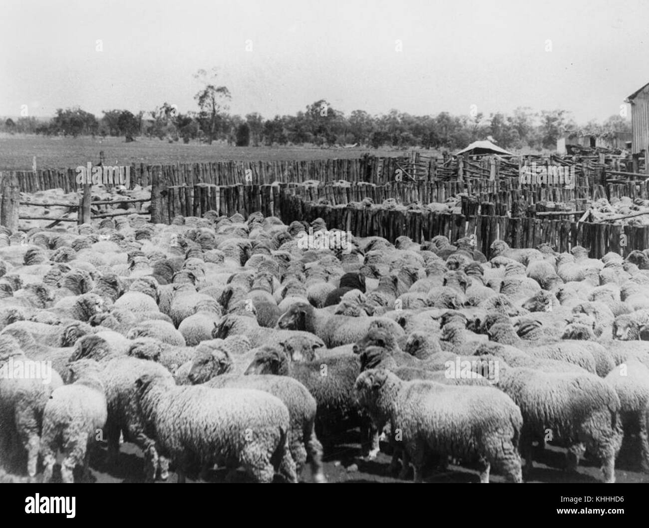 A photograph of sheep in the stockyards at Mount Morris Station ...